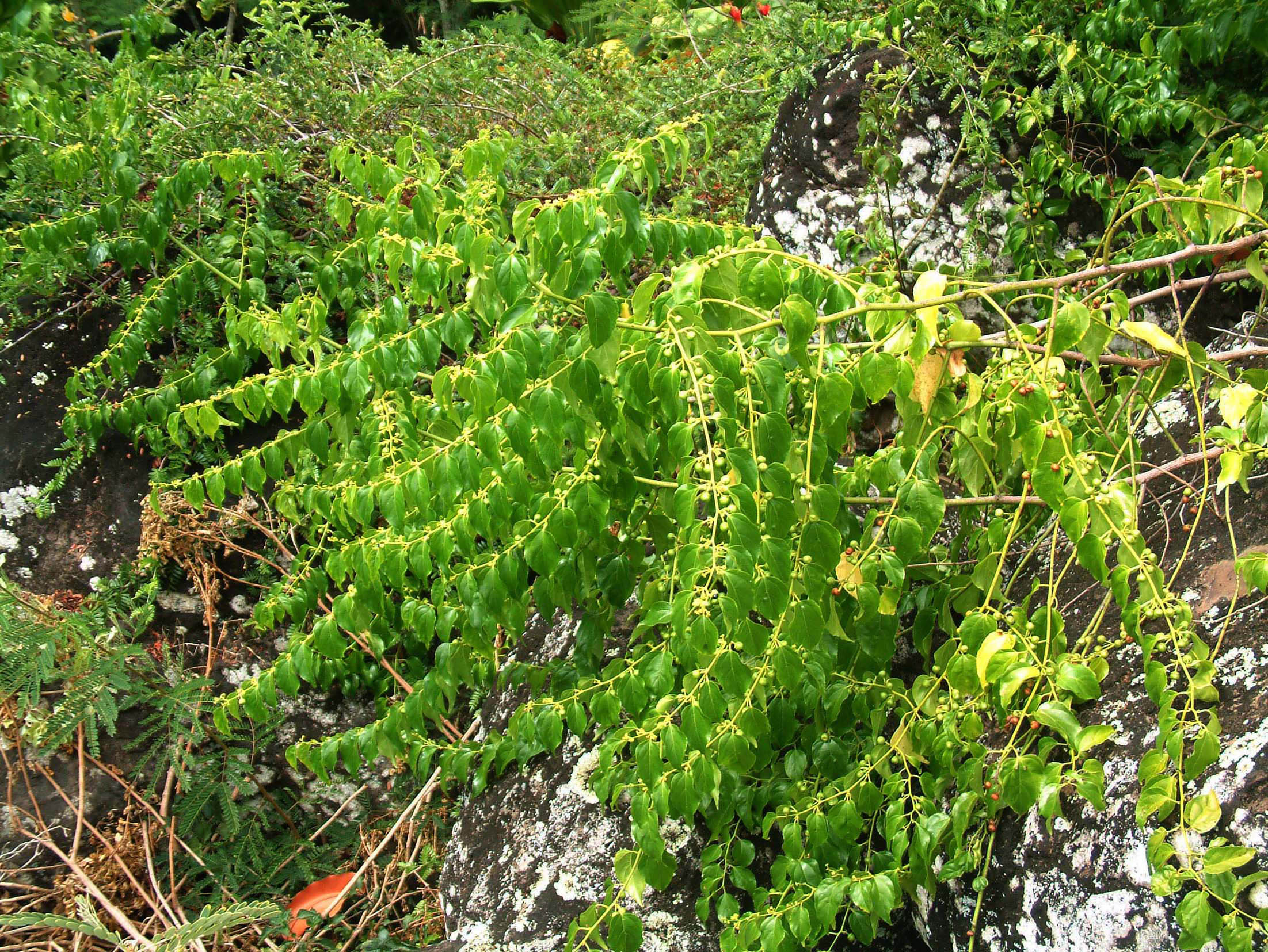 Plants of Hawai'i | Bishop Museum