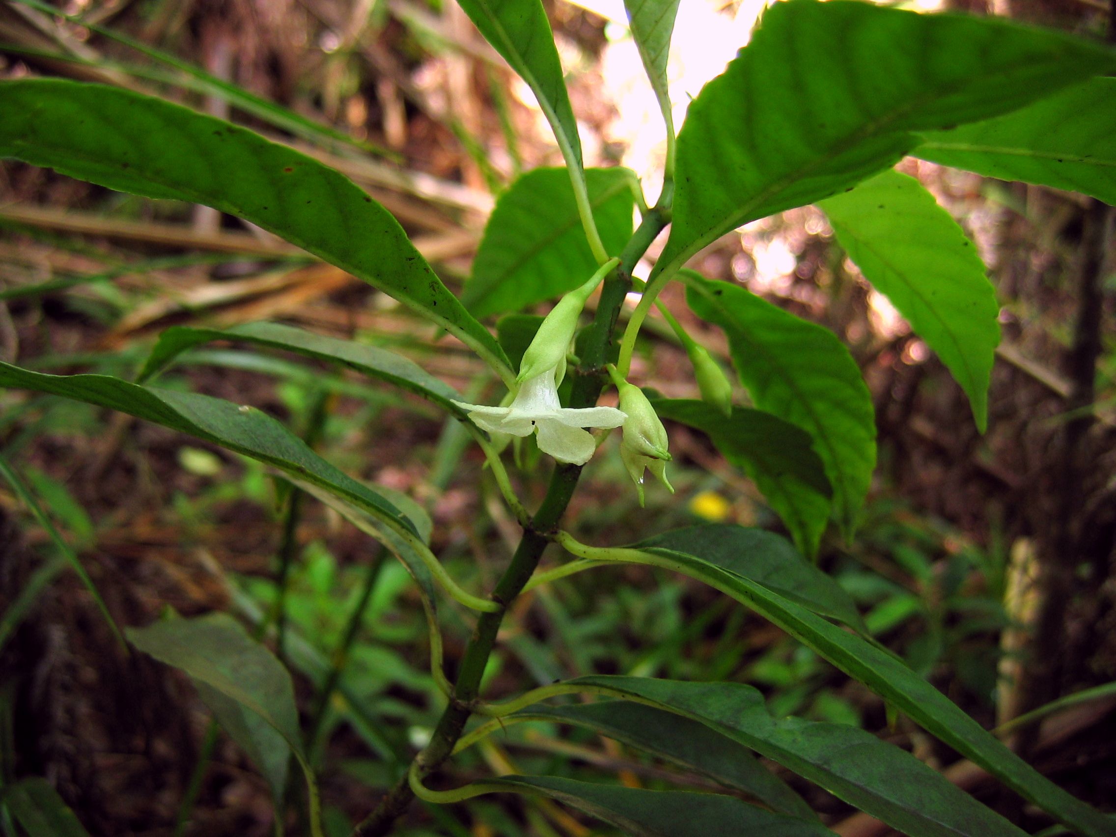 Plants of Hawai'i | Bishop Museum