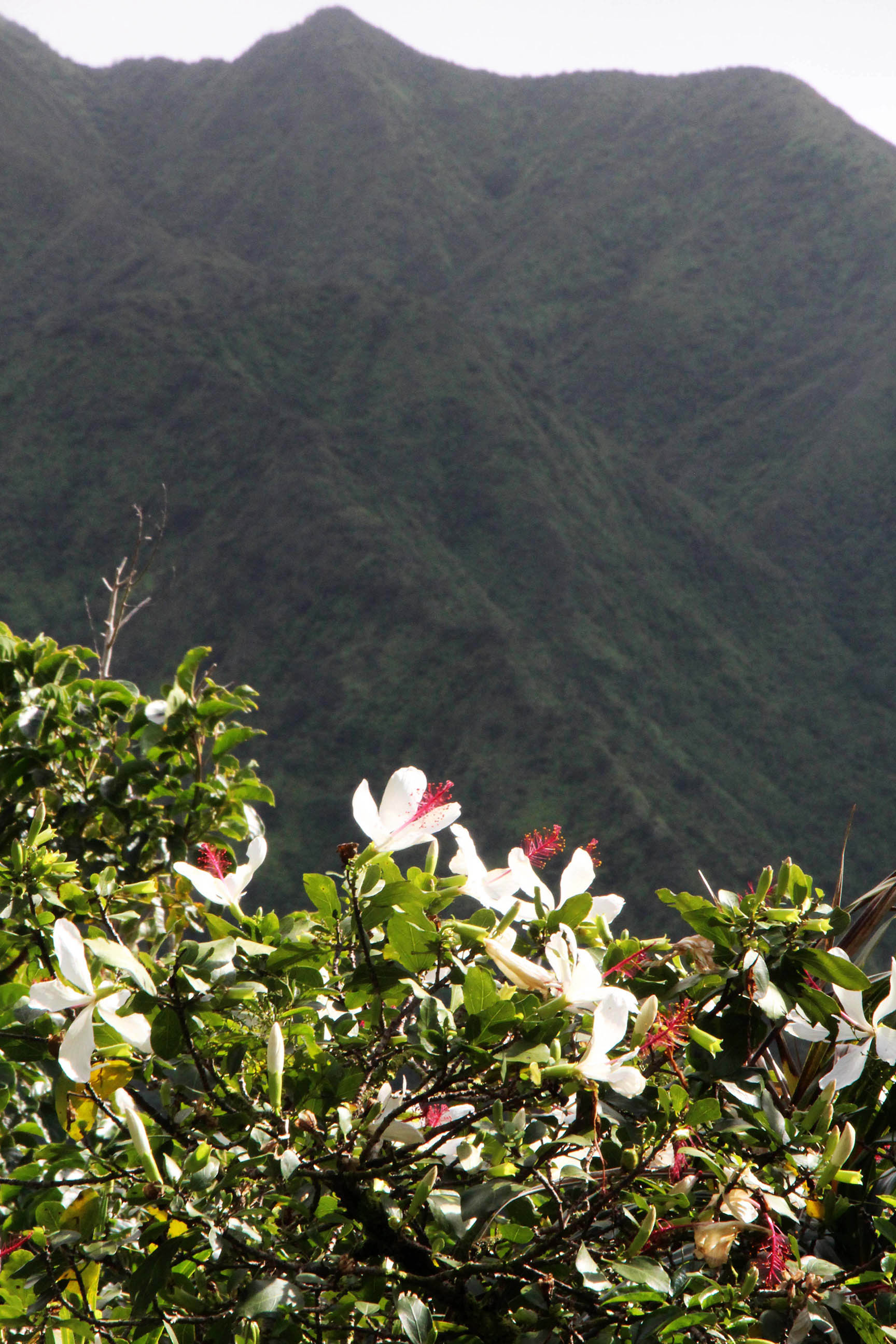 Plants of Hawai'i | Bishop Museum