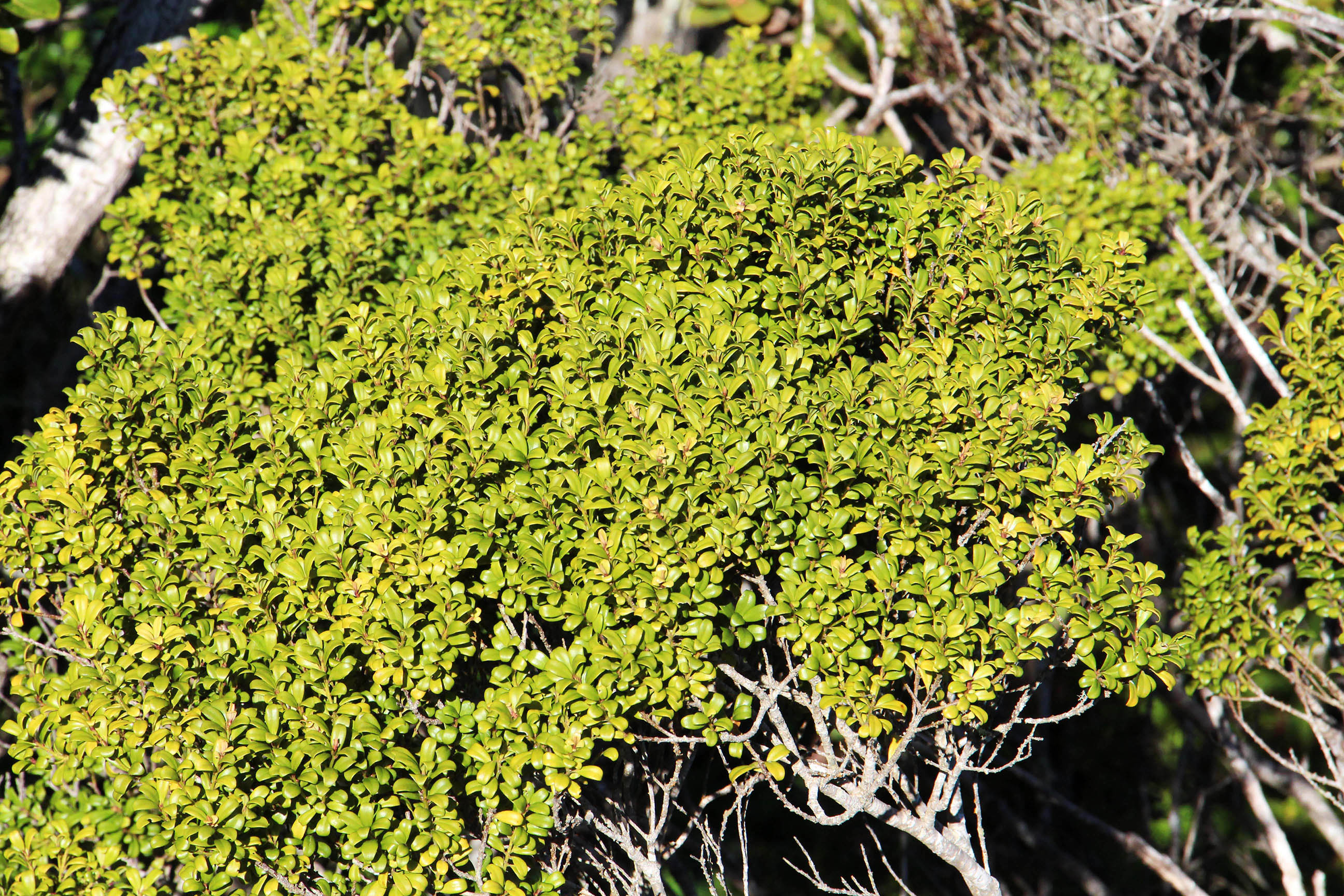 Plants of Hawai'i | Bishop Museum