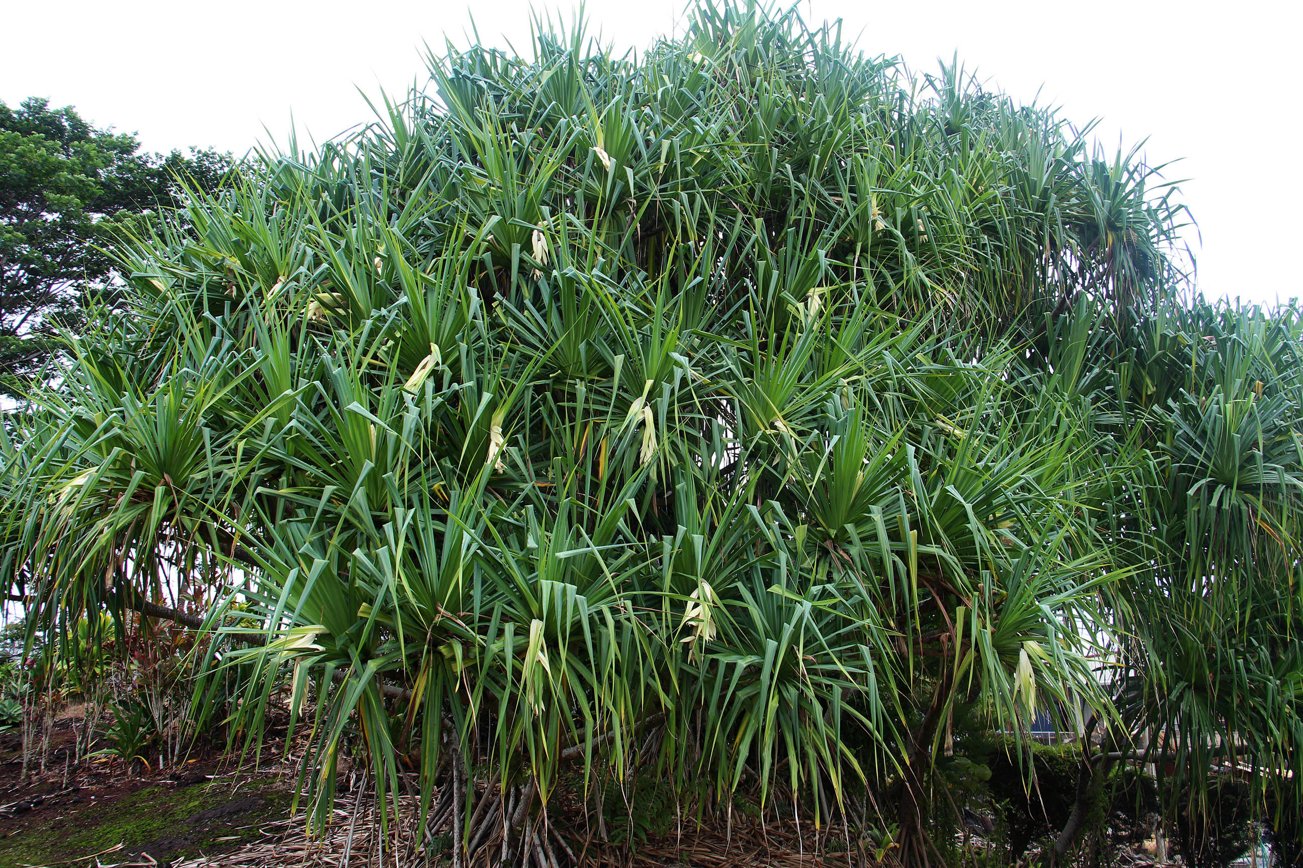 Plants of Hawai'i | Bishop Museum