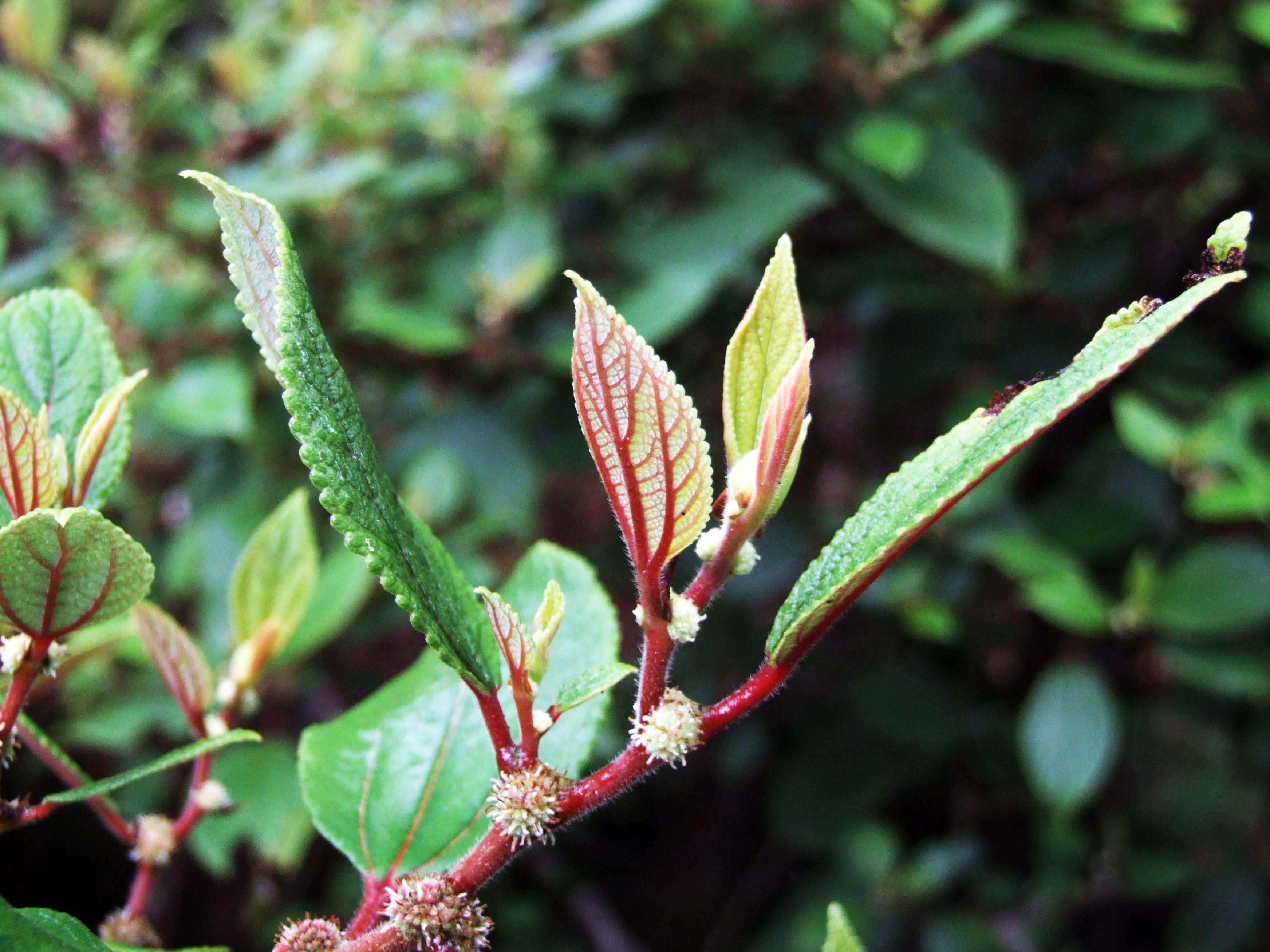 Plants of Hawai'i | Bishop Museum
