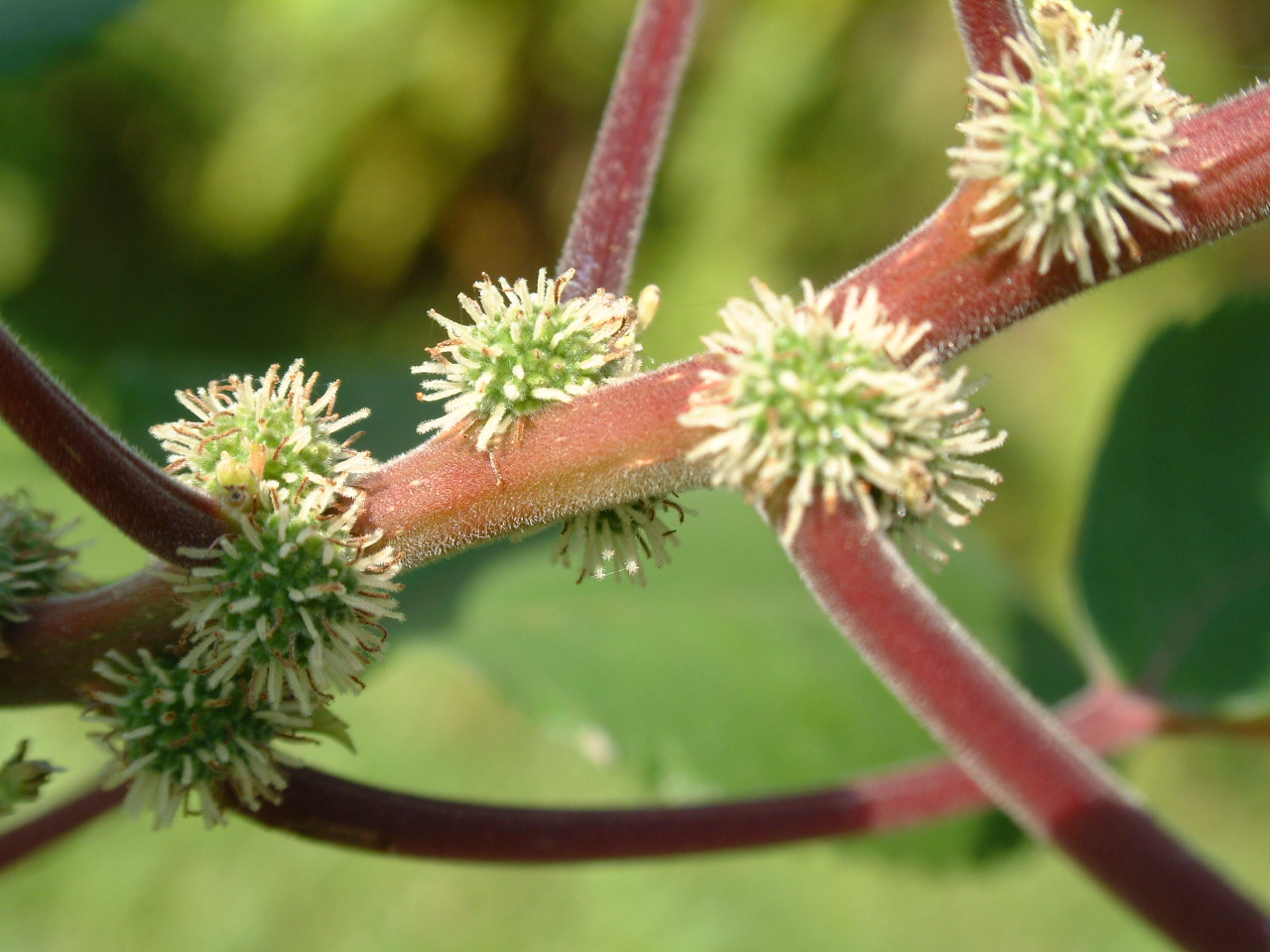 Plants of Hawai'i | Bishop Museum
