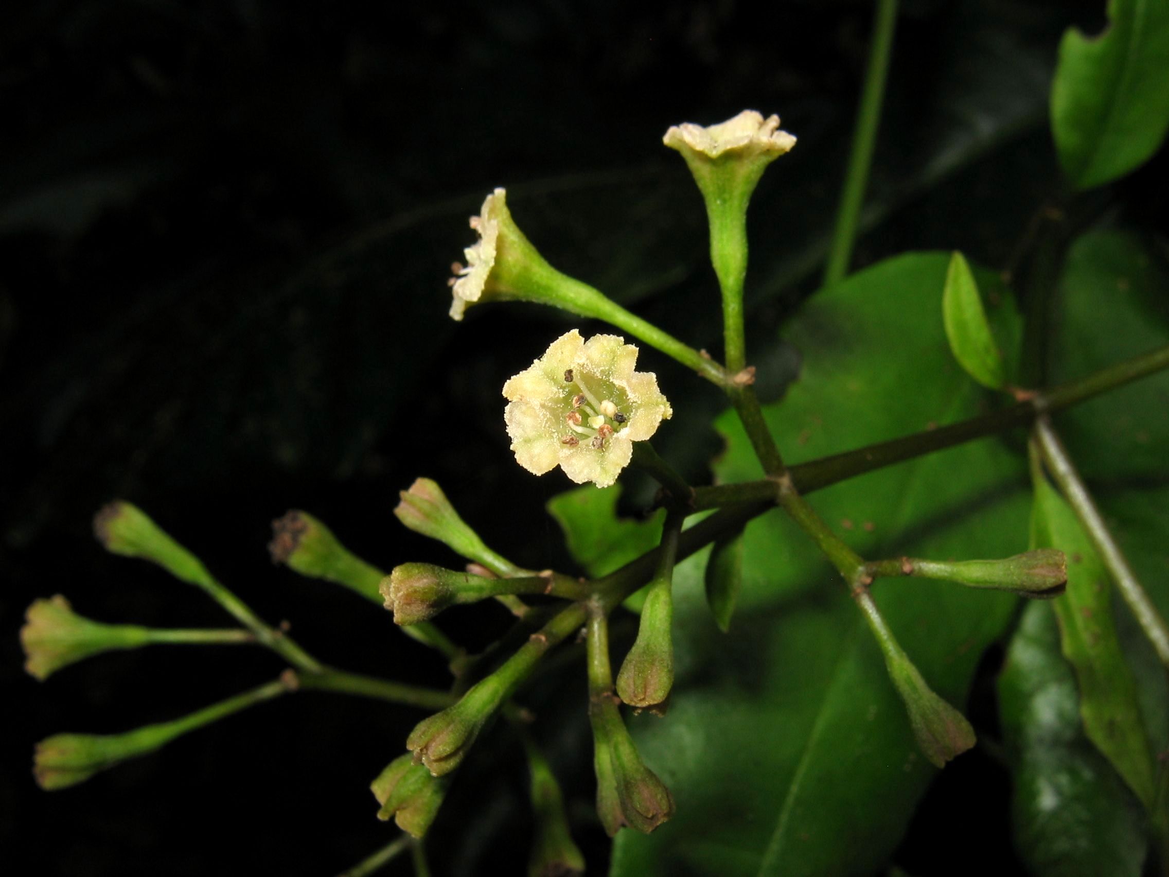 Plants of Hawai'i | Bishop Museum
