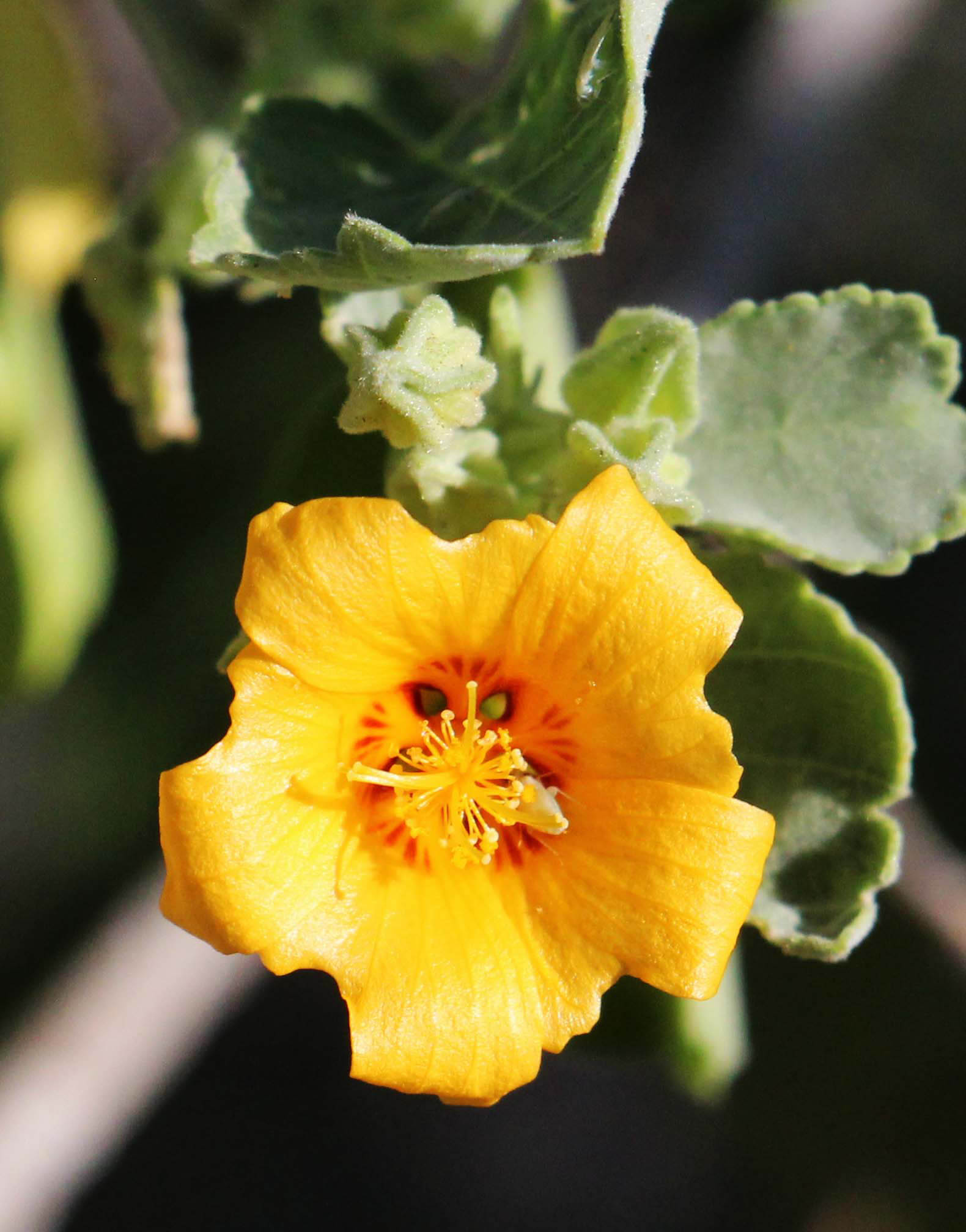 Plants of Hawai'i | Bishop Museum