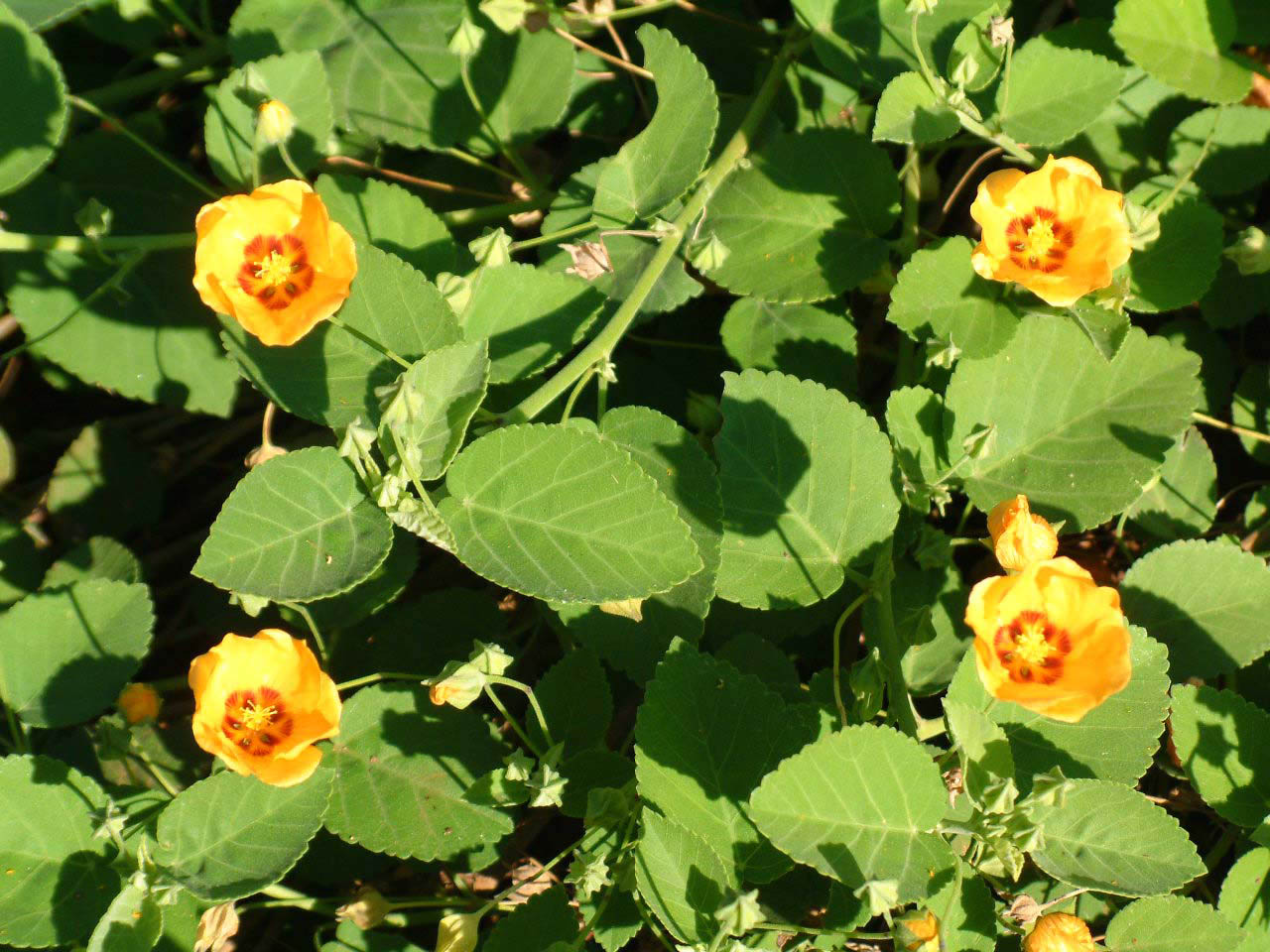 Plants of Hawai'i | Bishop Museum