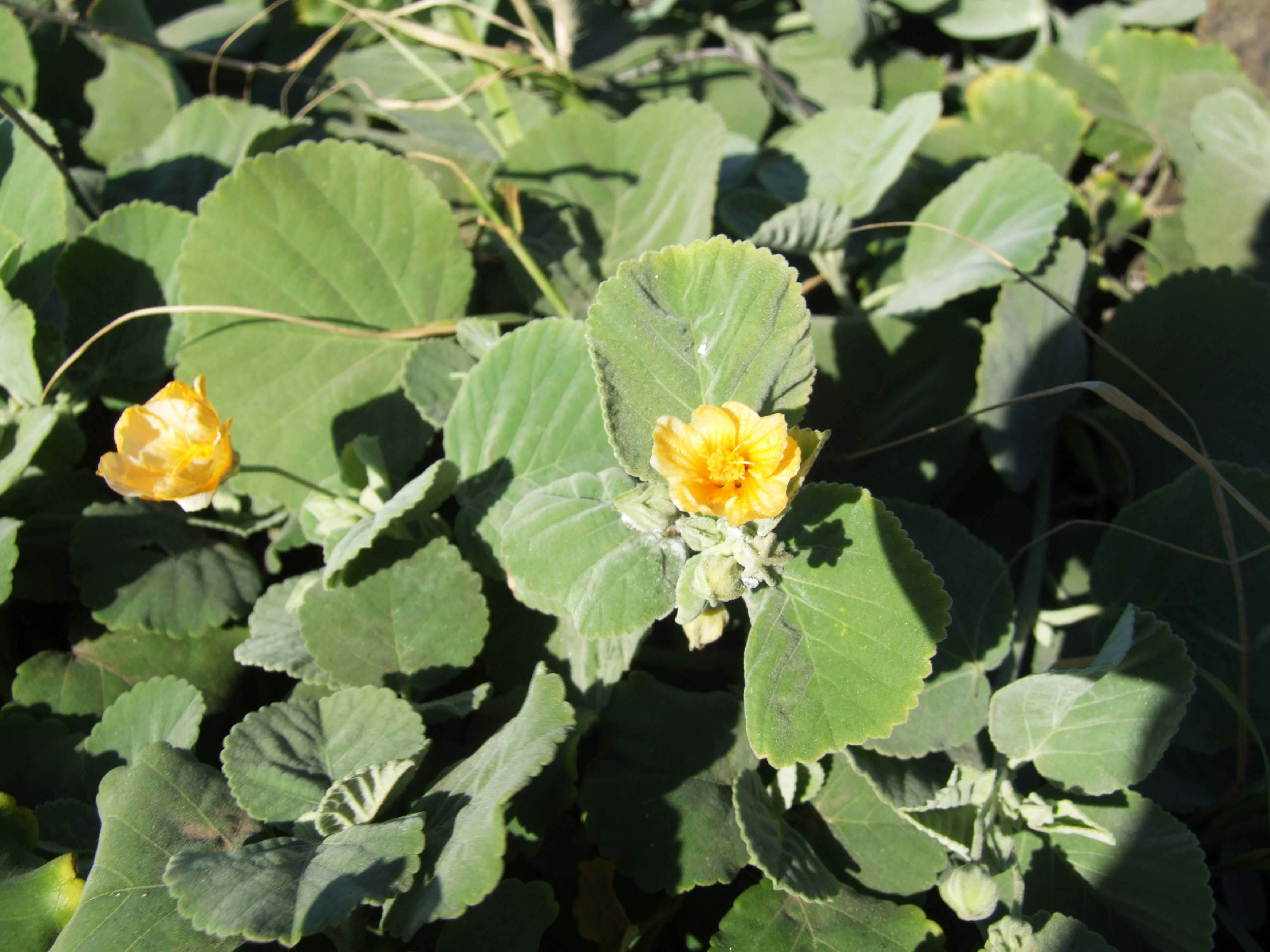 Plants of Hawai'i | Bishop Museum