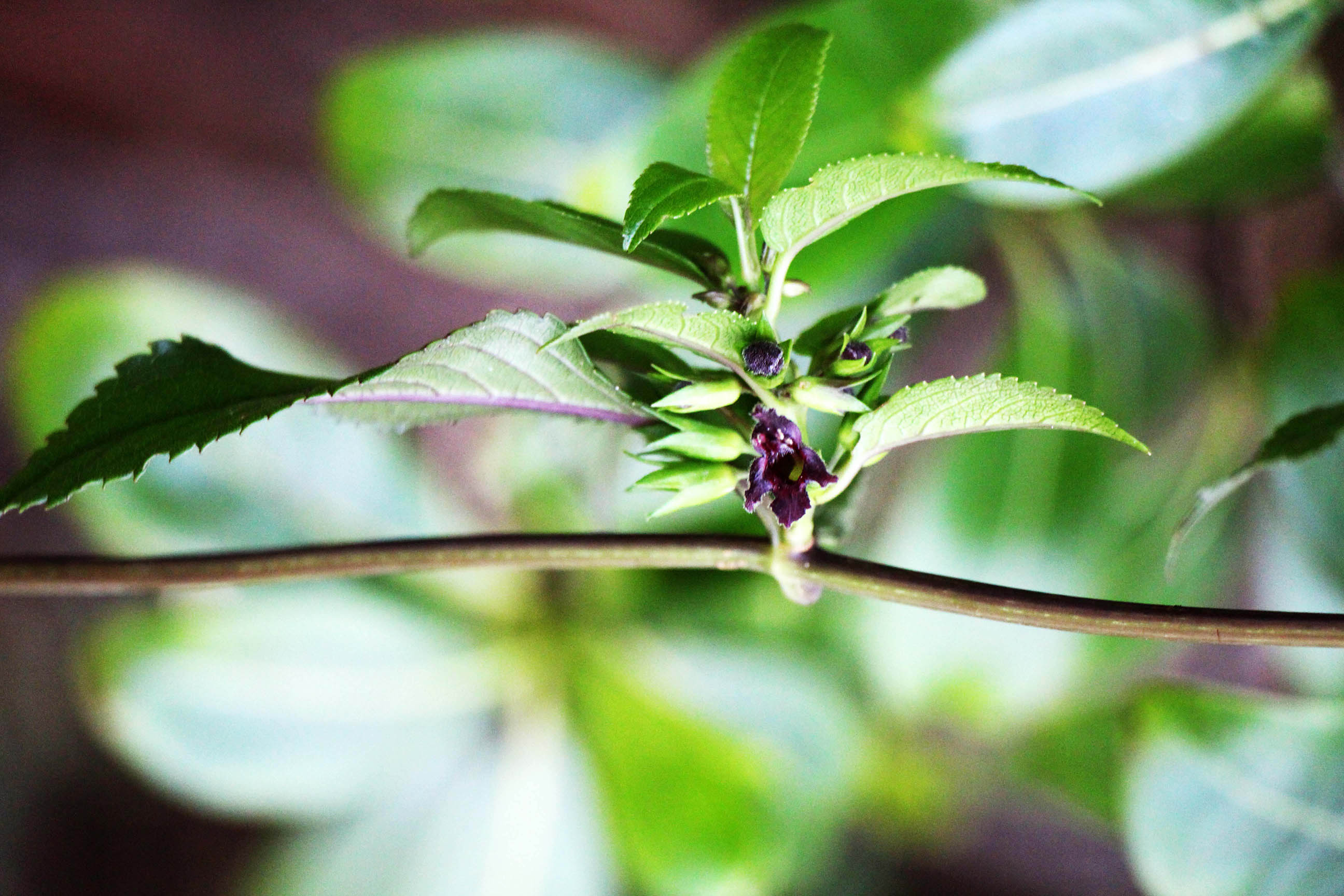 Plants of Hawai'i | Bishop Museum