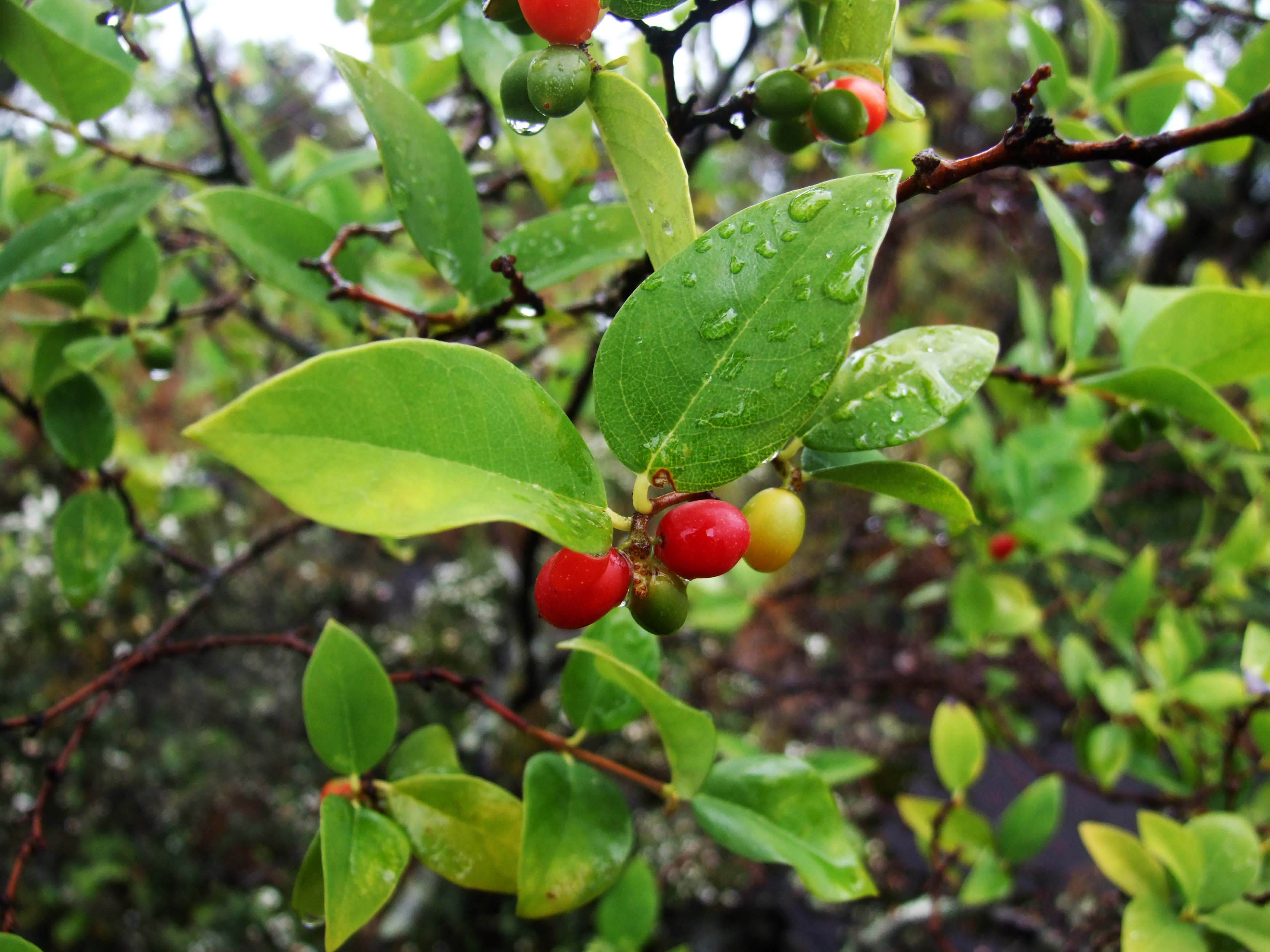 Plants of Hawai'i | Bishop Museum