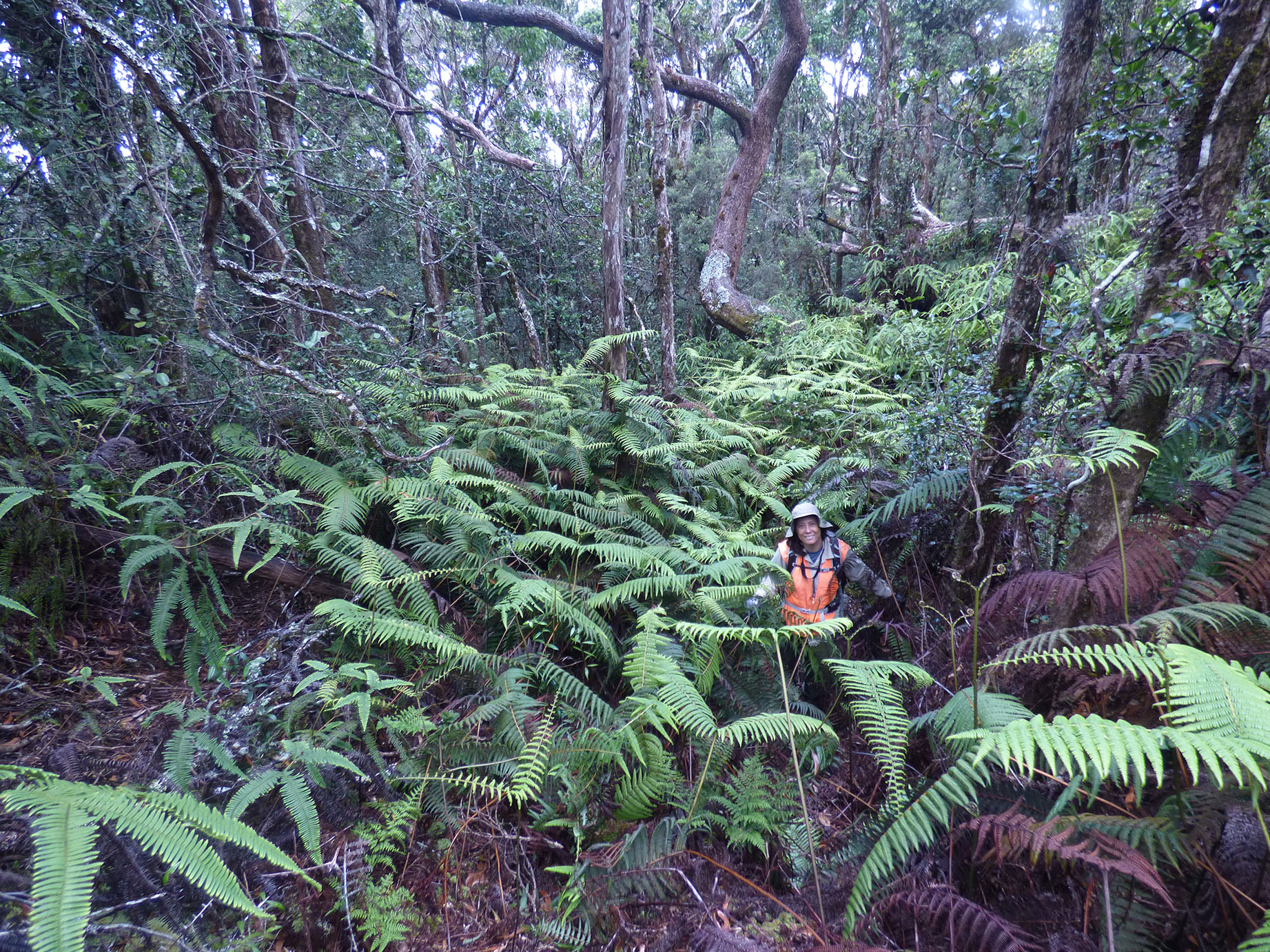 Plants of Hawai'i | Bishop Museum