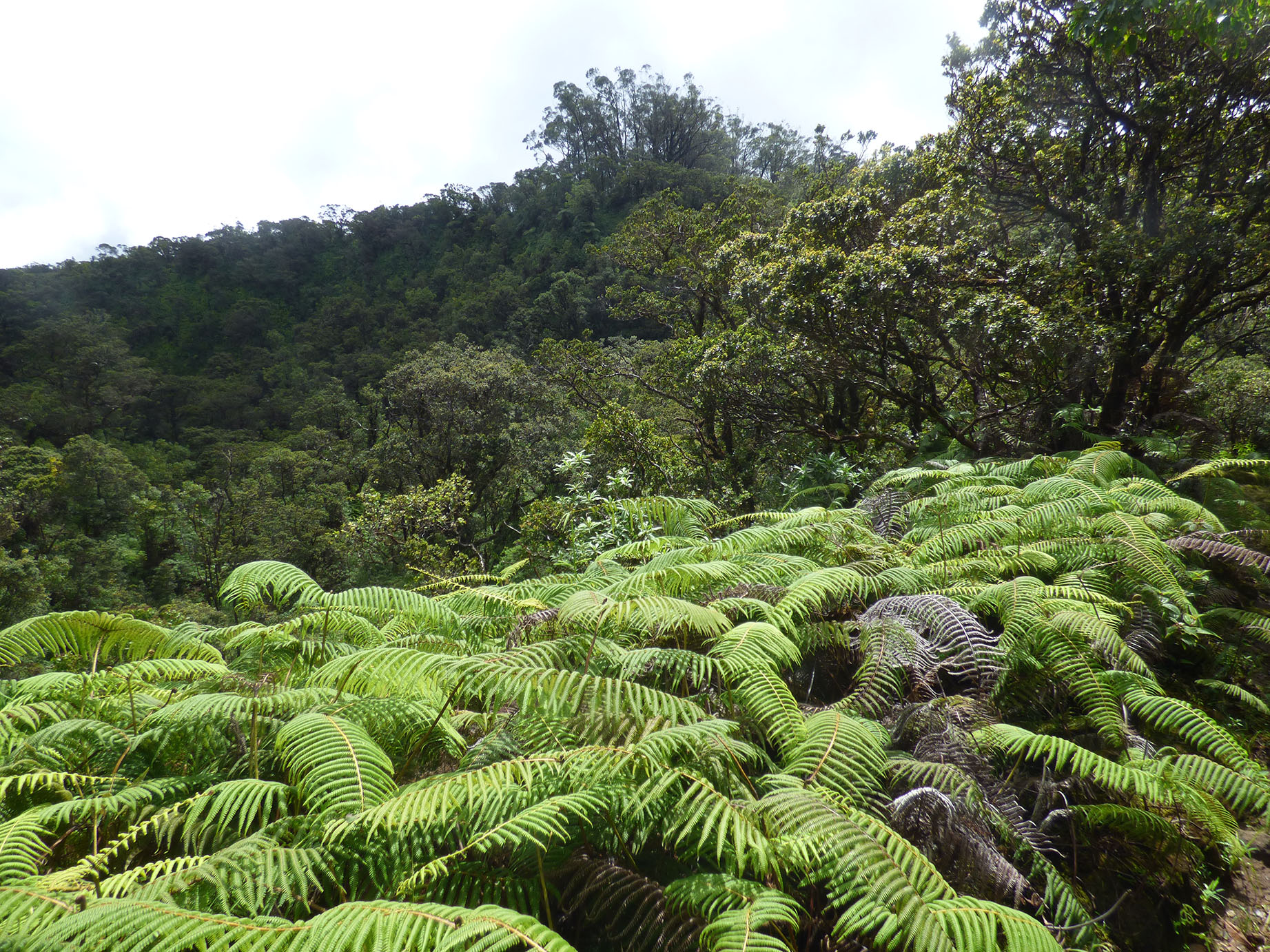 Plants of Hawai'i | Bishop Museum